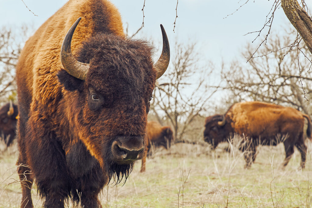 Roam Ranch Revisited